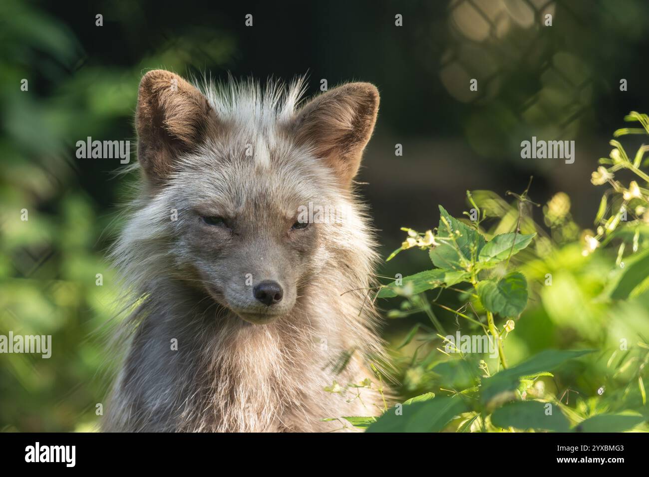 Polarfuchs hi-res stock photography and images - Alamy