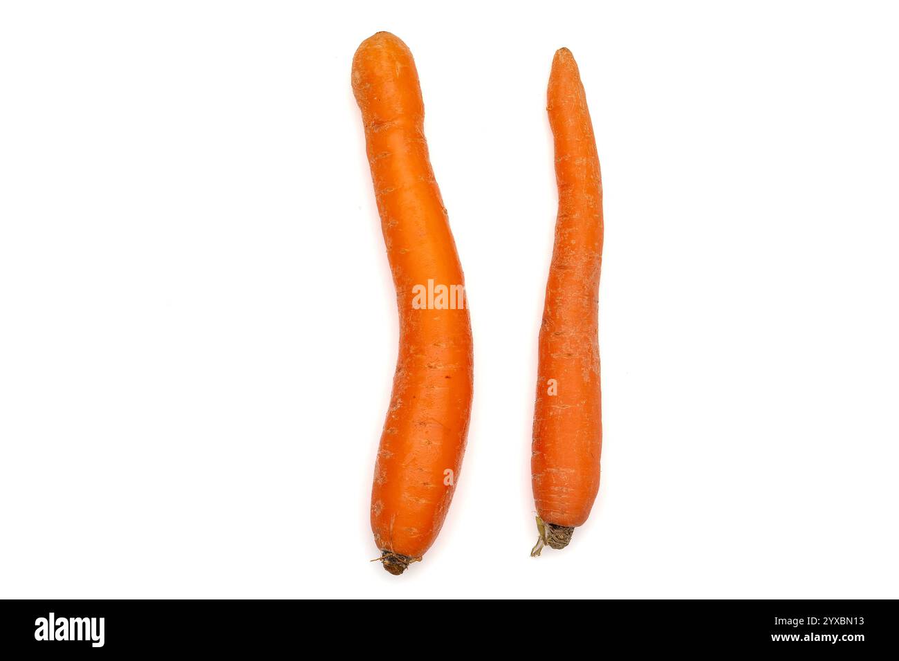 Two Carrots for Counting Exercise on White Background Stock Photo - Alamy