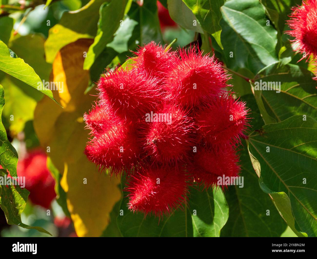 The typical red fruits of the annatto tree (Bixa orellana) near the ...