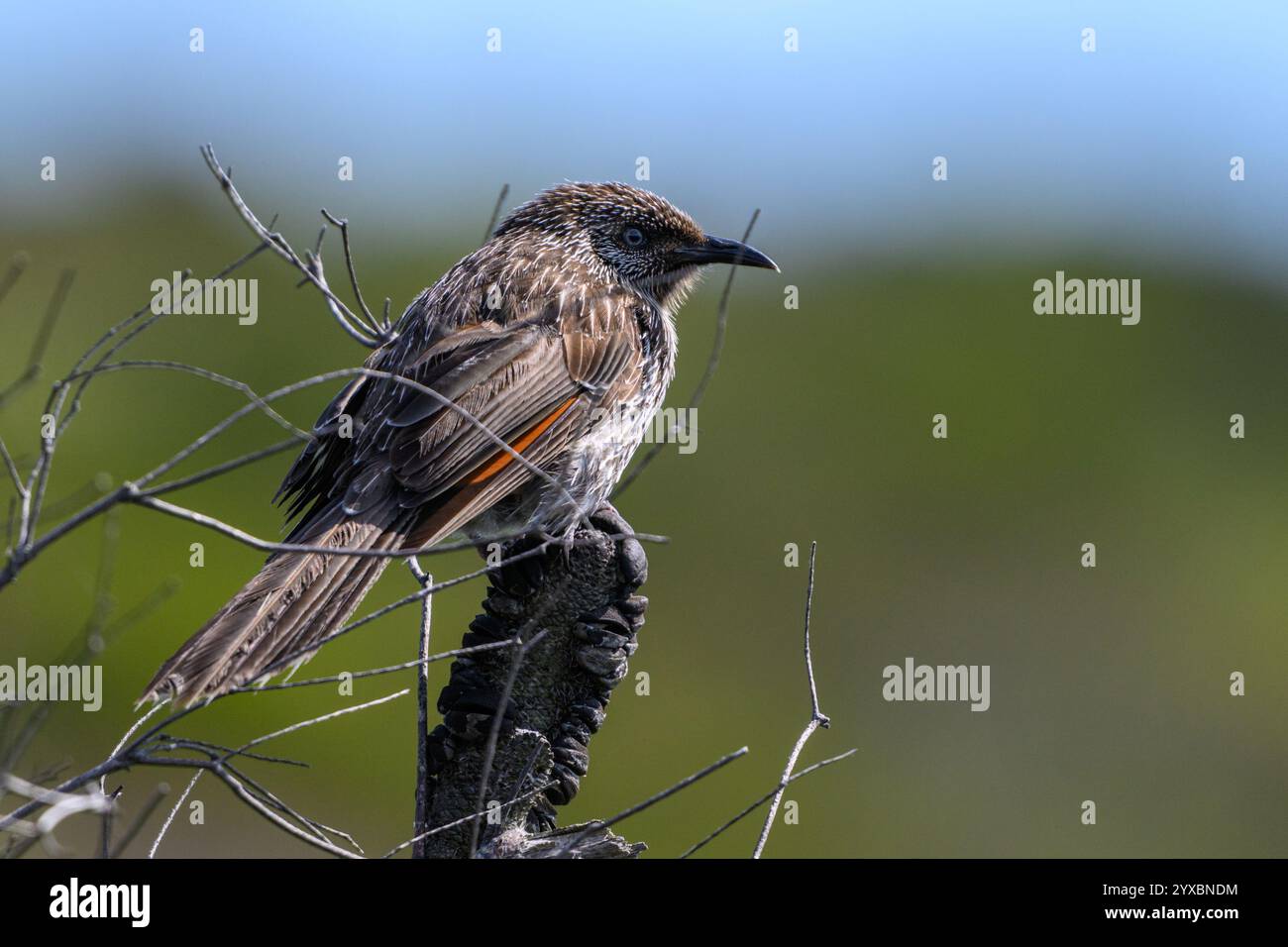 Wattlebird species hi-res stock photography and images - Alamy
