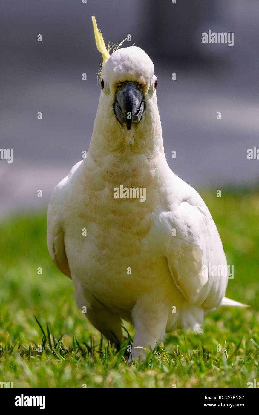 Sulphur Crested Cockatoo walking on grass Stock Photo - Alamy