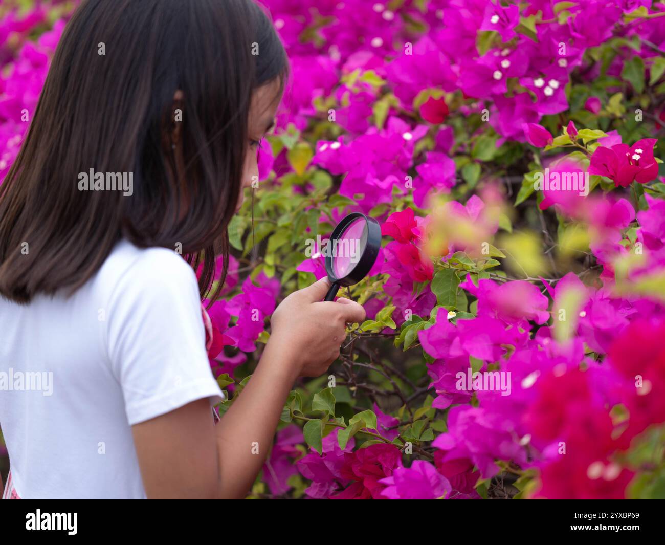 A girl is looking at pink flowers with a magnifying glass Stock Photo ...