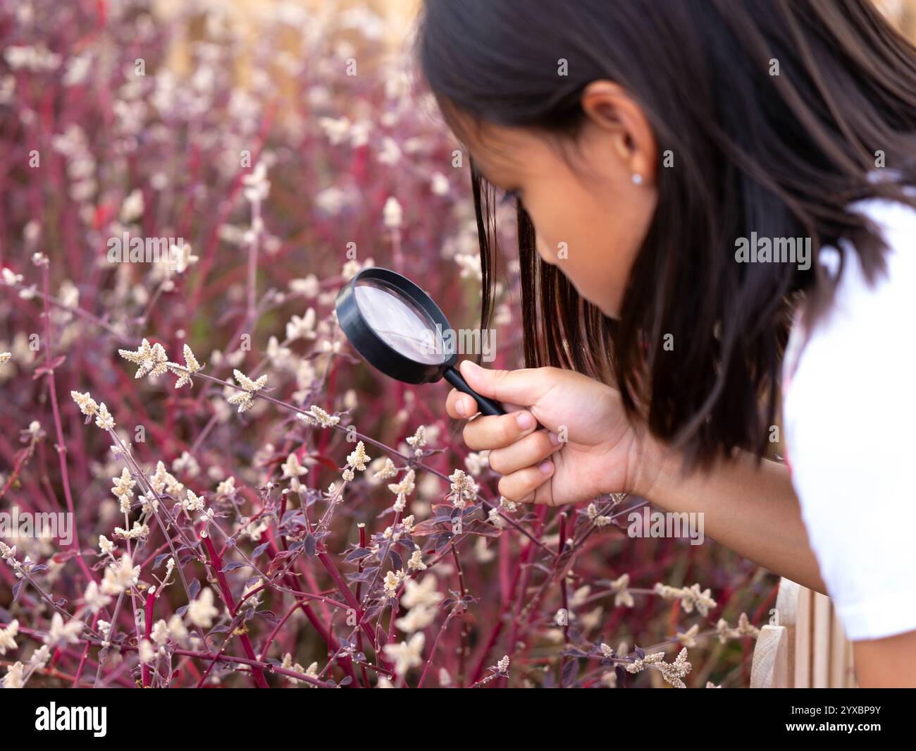 A girl is looking at purple flowers with a magnifying glass Stock Photo ...