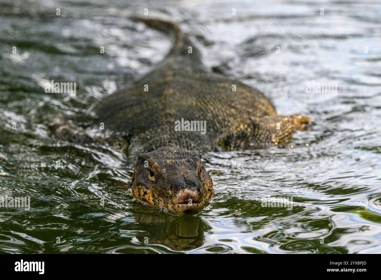 Water monitor life in bangkok hi-res stock photography and images - Alamy