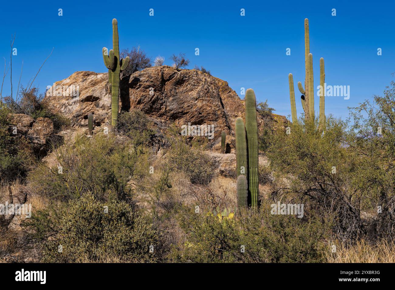 The majestic Saguaro cactus growing in the Sonoran Desert of Southern ...