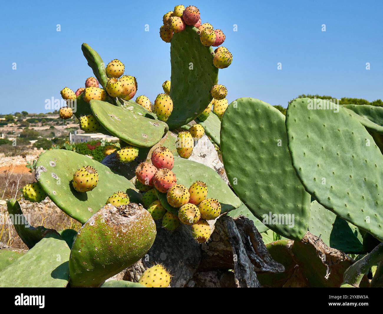 Red cactus fruits on hi-res stock photography and images - Alamy