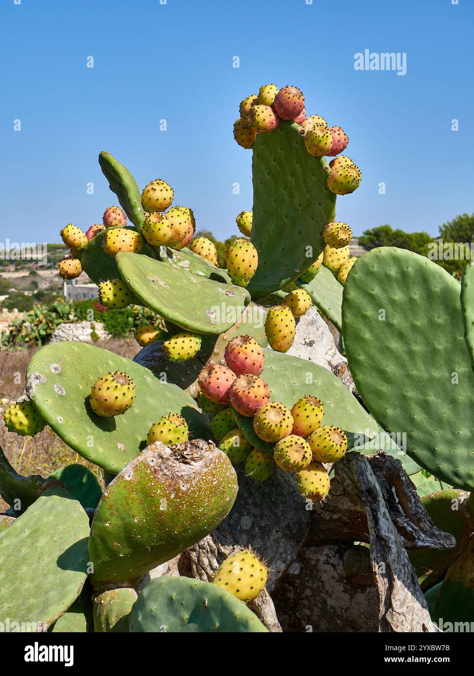 Red cactus fruits on hi-res stock photography and images - Alamy