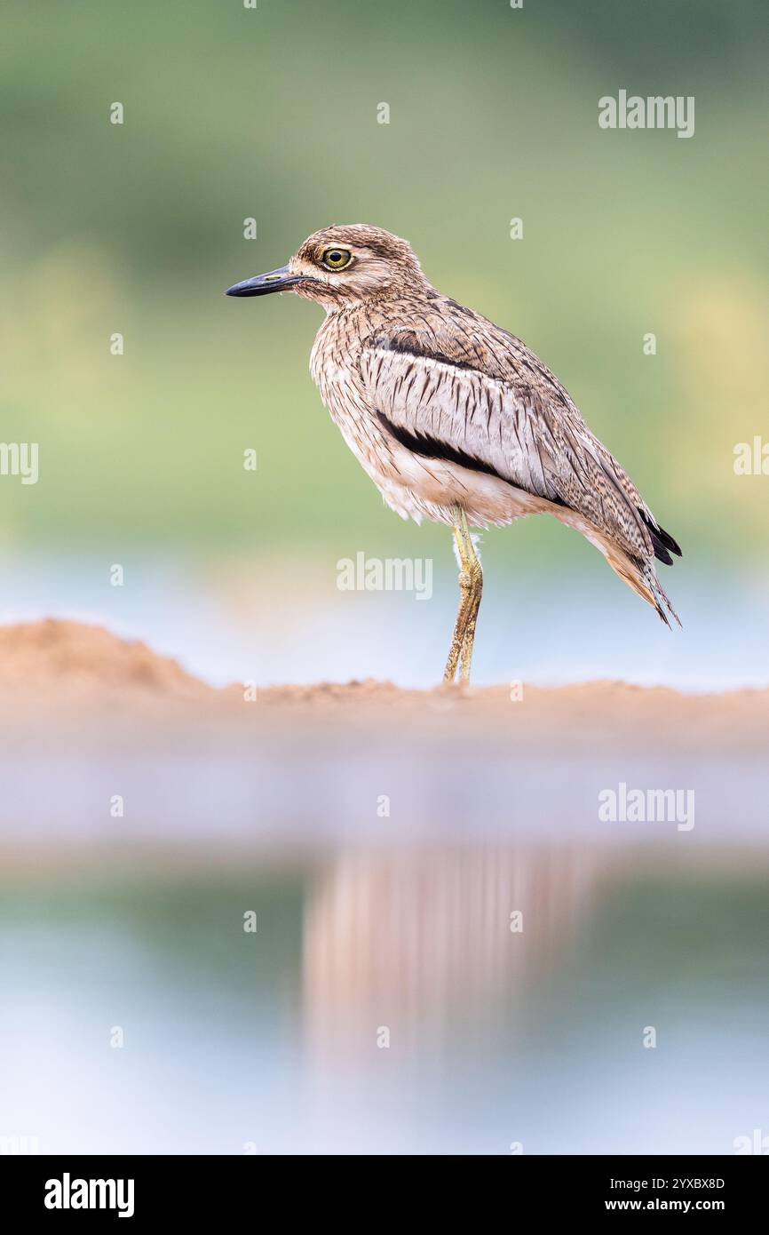 Water dikkop burhinus vermiculatus hi-res stock photography and images ...