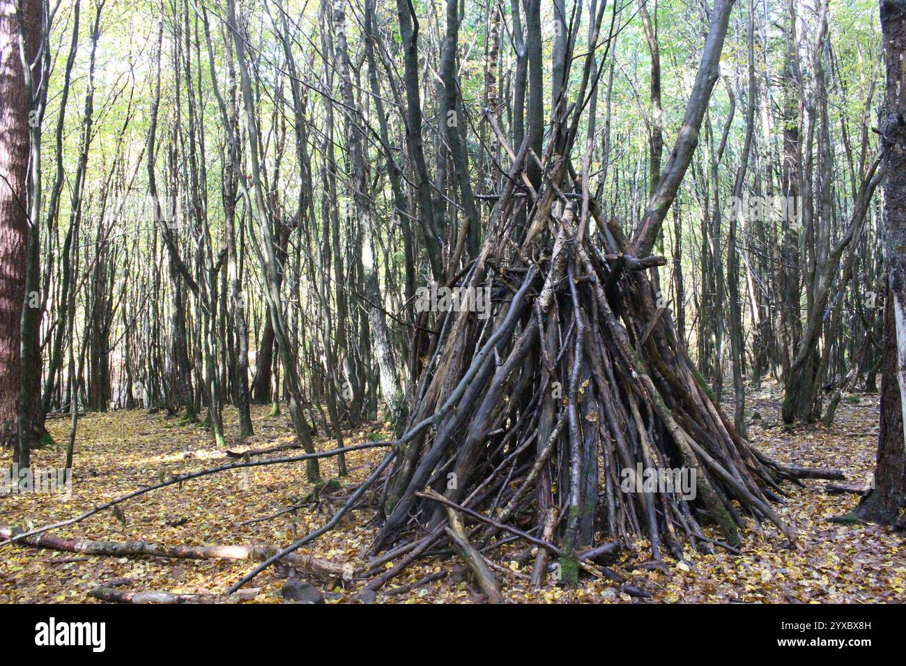 Den branches in woods hi-res stock photography and images - Alamy