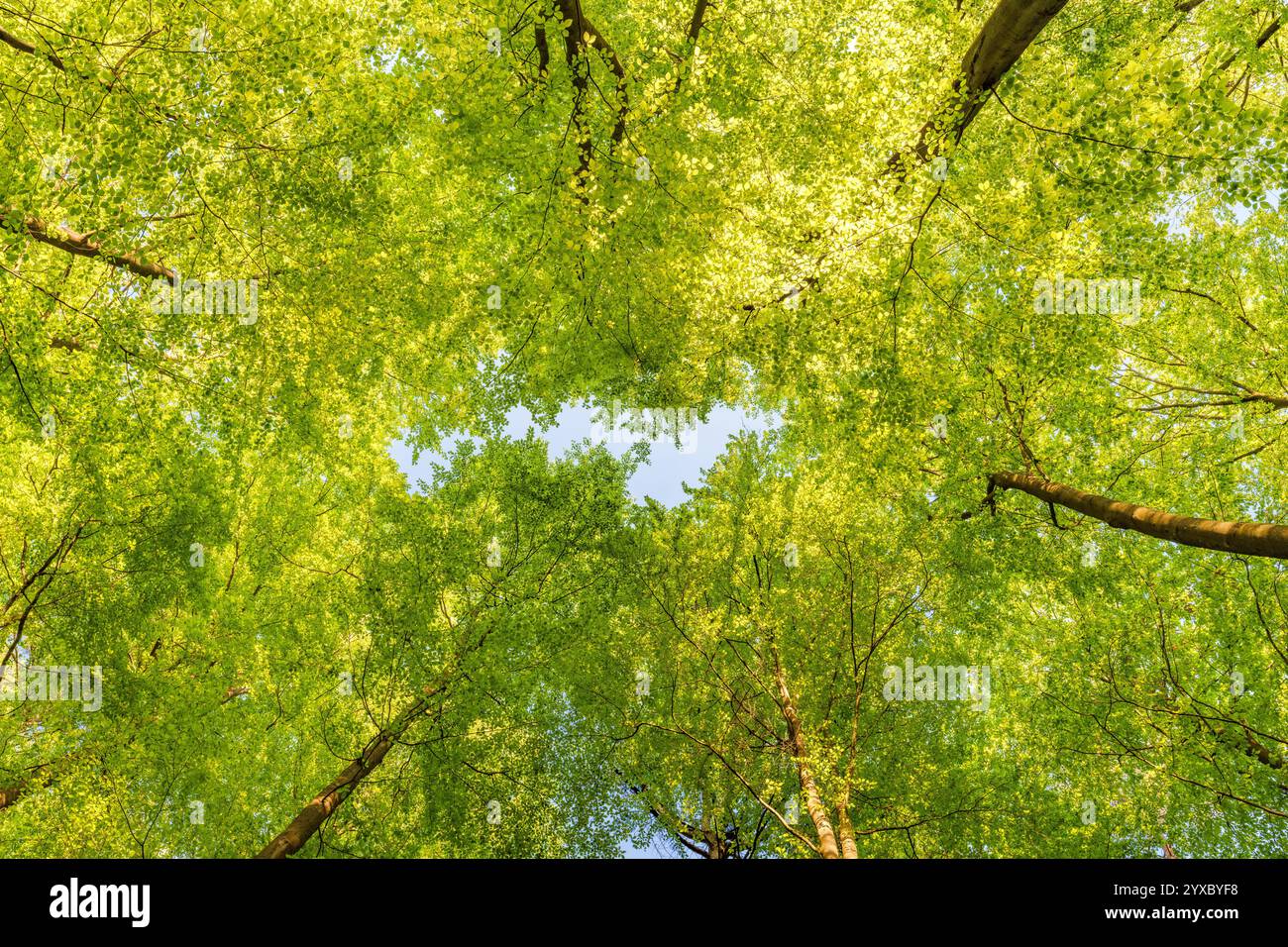 Experience the lush green canopy a breathtaking view observed from ...