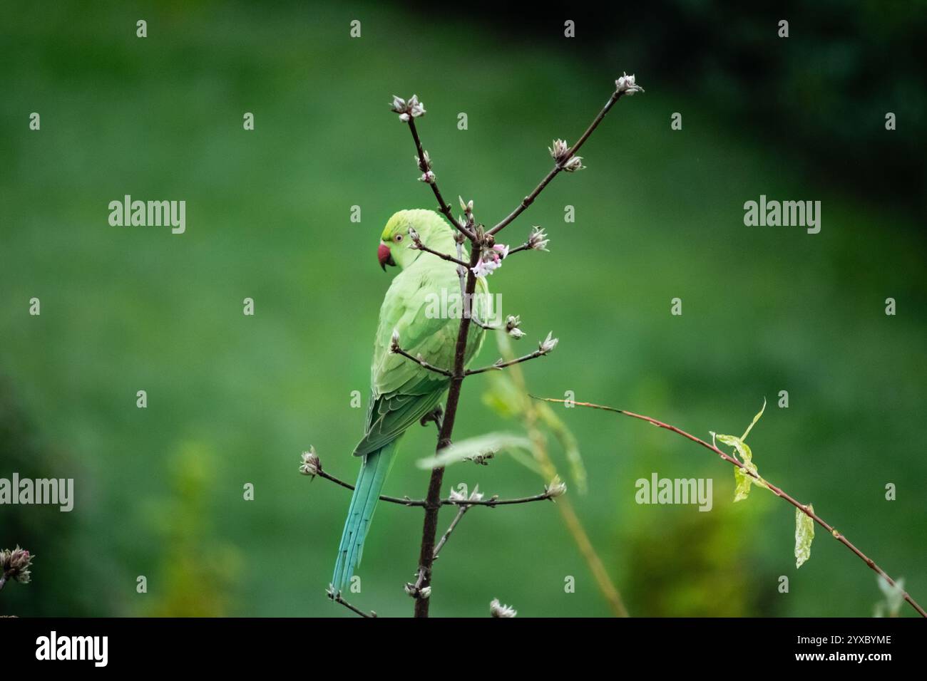 Green parakeet hi-res stock photography and images - Alamy