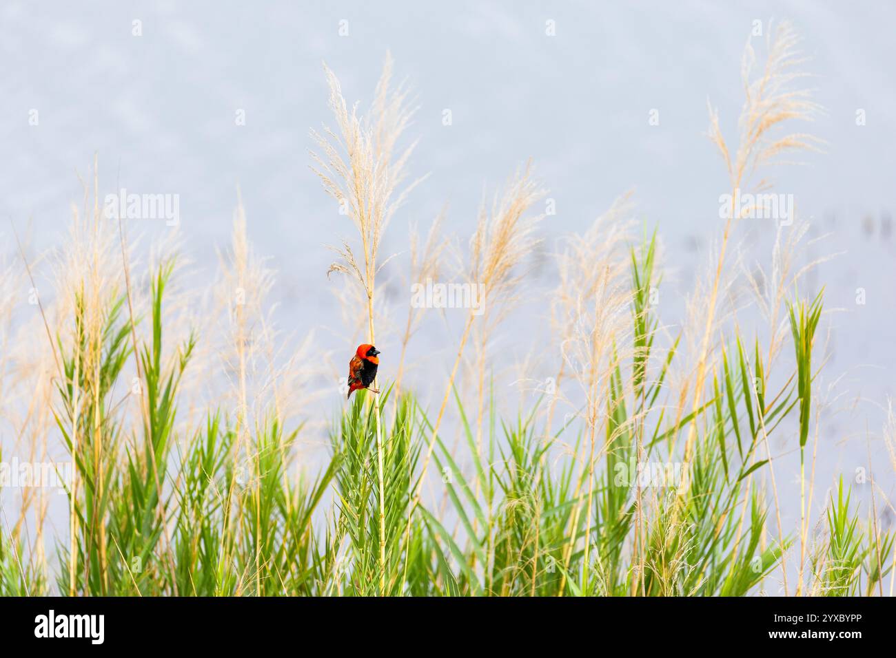 Southern red bishop or Red bishop (Euplectes orix); Zimanga; South ...