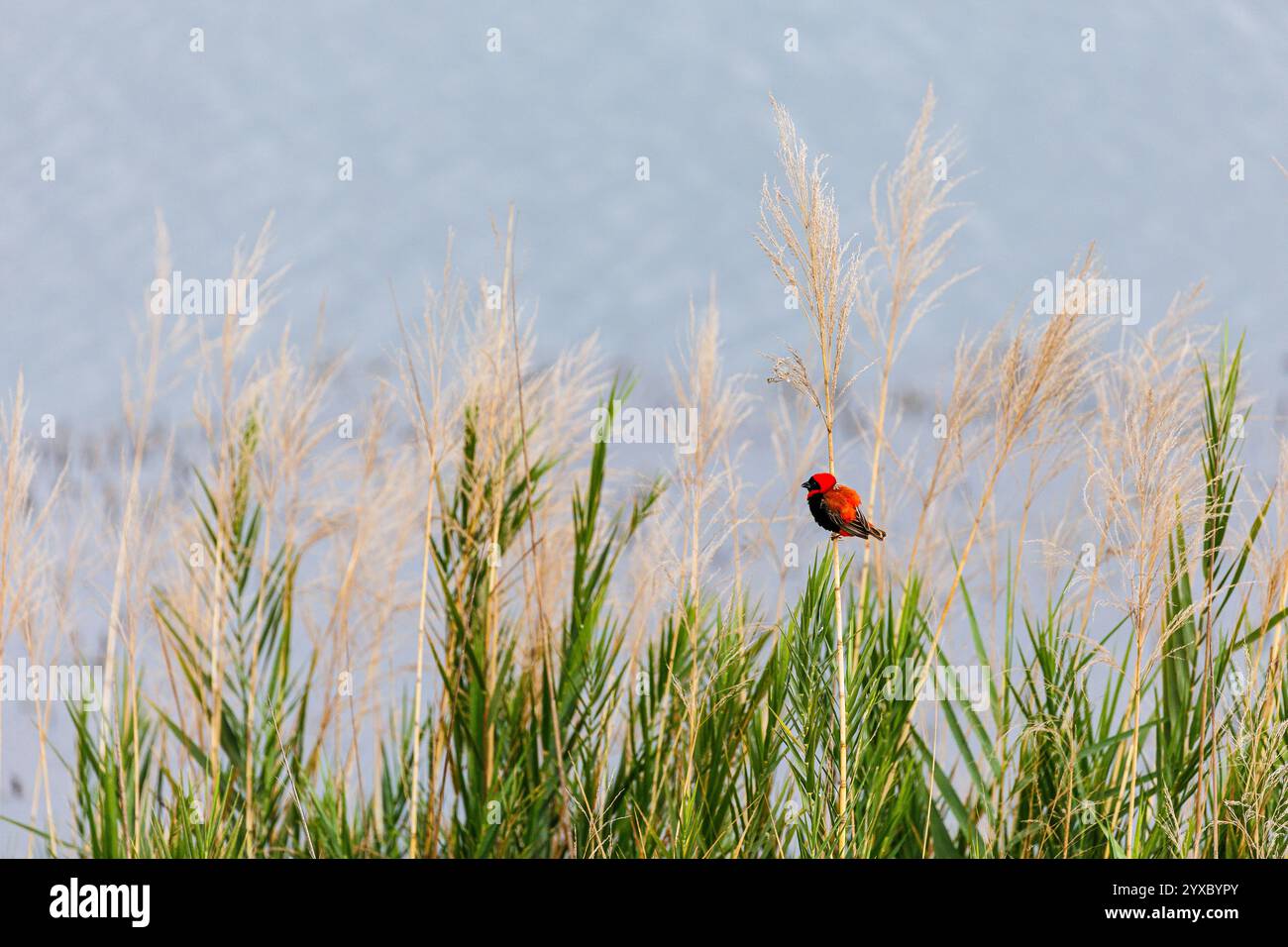 Obispo rojo euplectes orix hi-res stock photography and images - Alamy