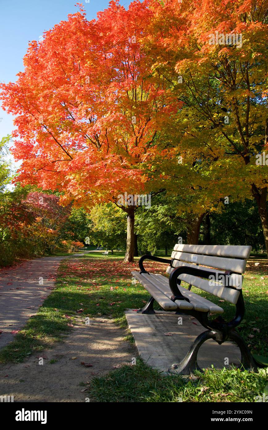 An empty park bench in a public park with autumn leaf colour Stock ...