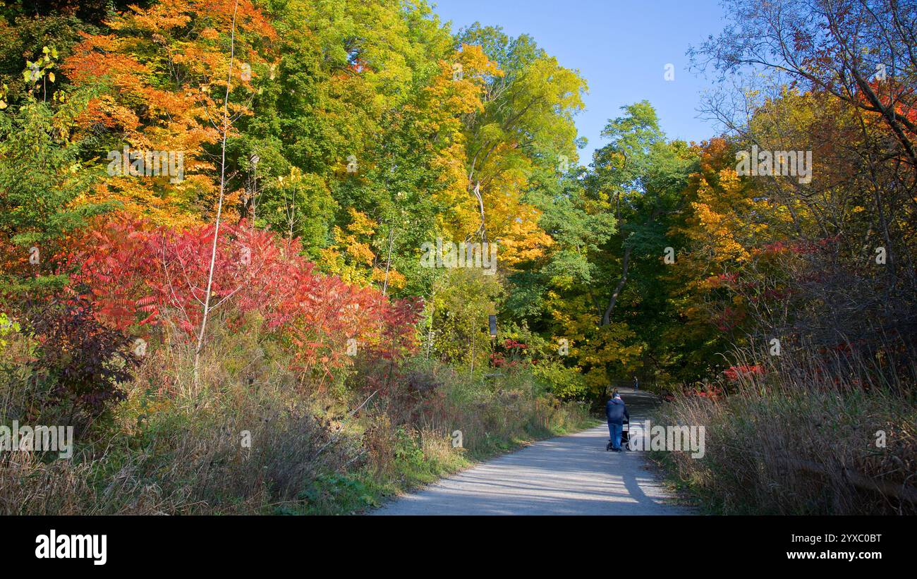 Rear view of a senior pushing a wheel chair in a footpath in a public ...
