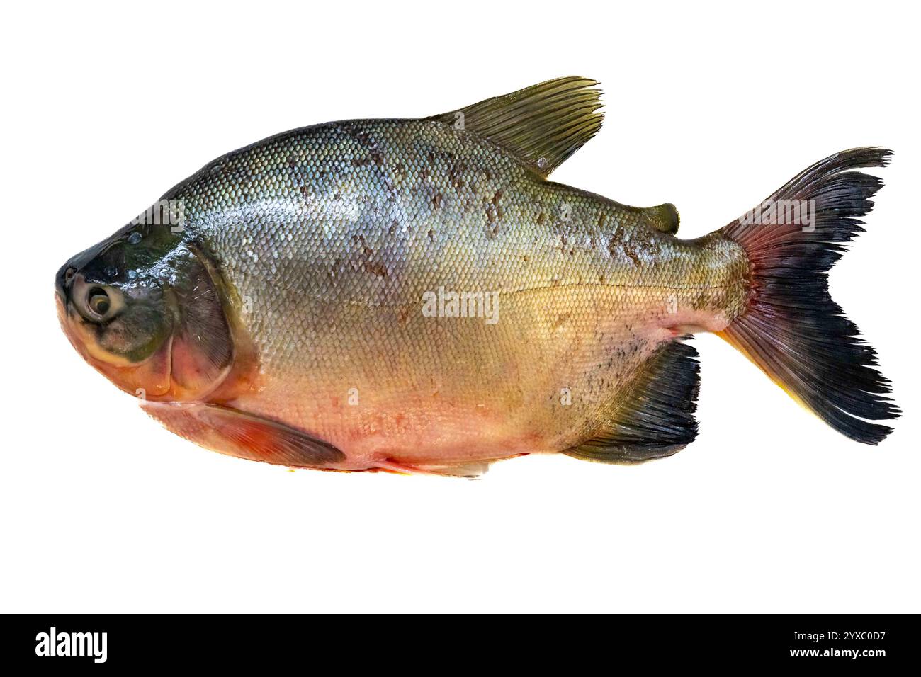 amazon, amazon fish, amazonia wildlife, amazonian, barbecue, brazil ...