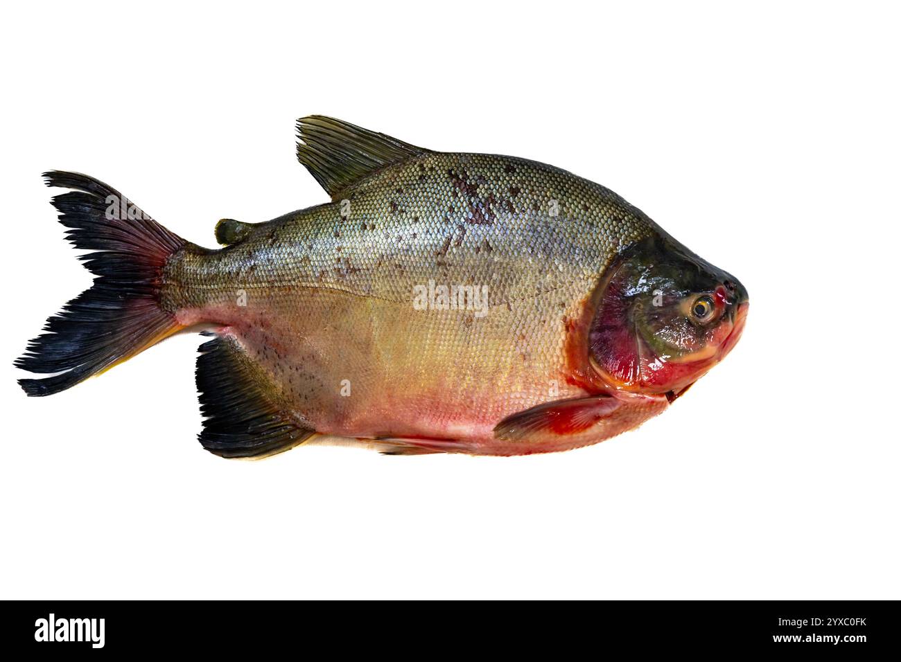 amazon, amazon fish, amazonia wildlife, amazonian, barbecue, brazil ...