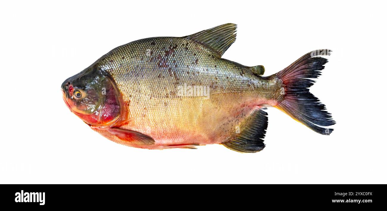 amazon, amazon fish, amazonia wildlife, amazonian, barbecue, brazil ...