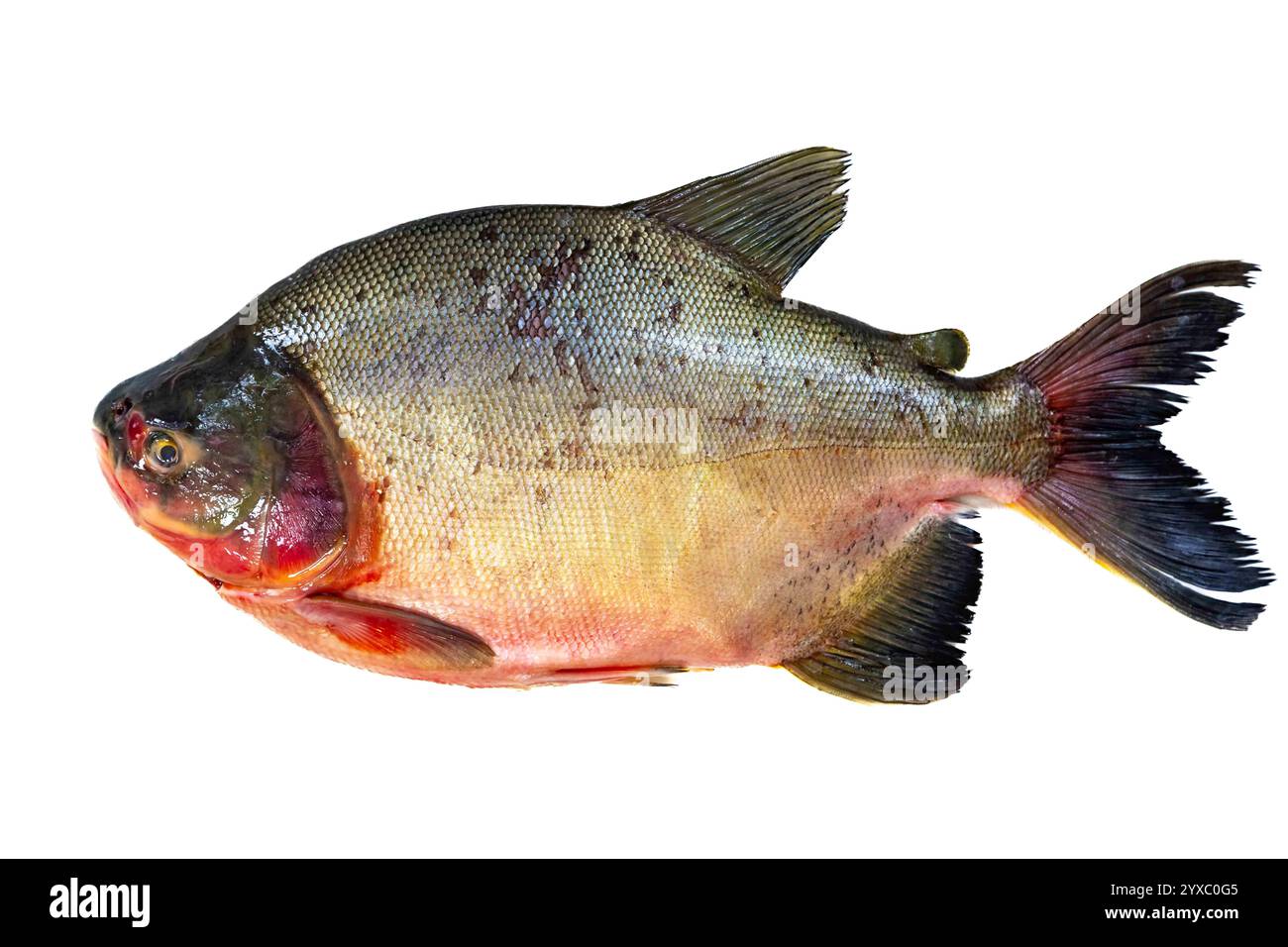 amazon, amazon fish, amazonia wildlife, amazonian, barbecue, brazil ...