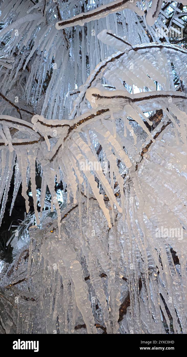 Spruce and pine branches covered with icicles. Frozen trees in ice ...