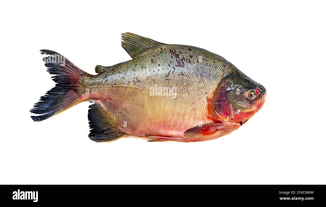 amazon, amazon fish, amazonia wildlife, amazonian, barbecue, brazil ...