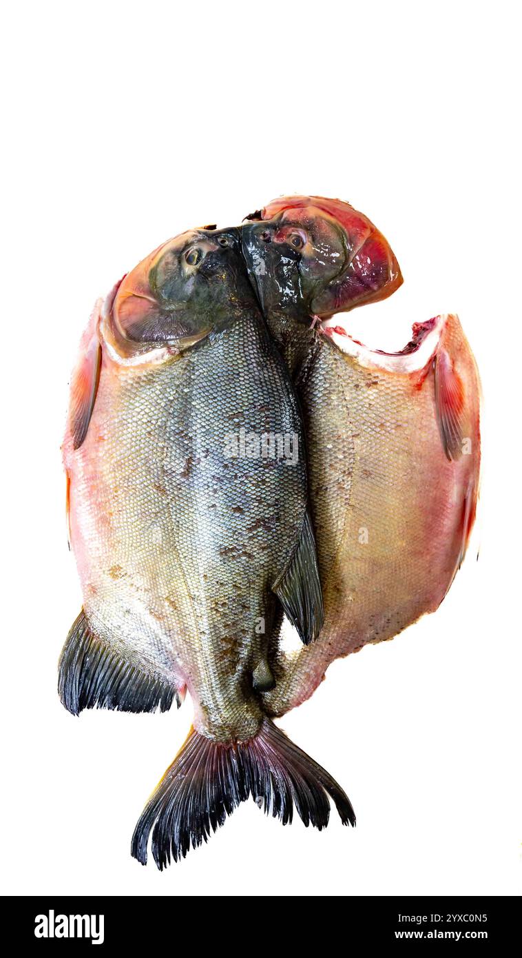 amazon, amazon fish, amazonia wildlife, amazonian, barbecue, brazil ...