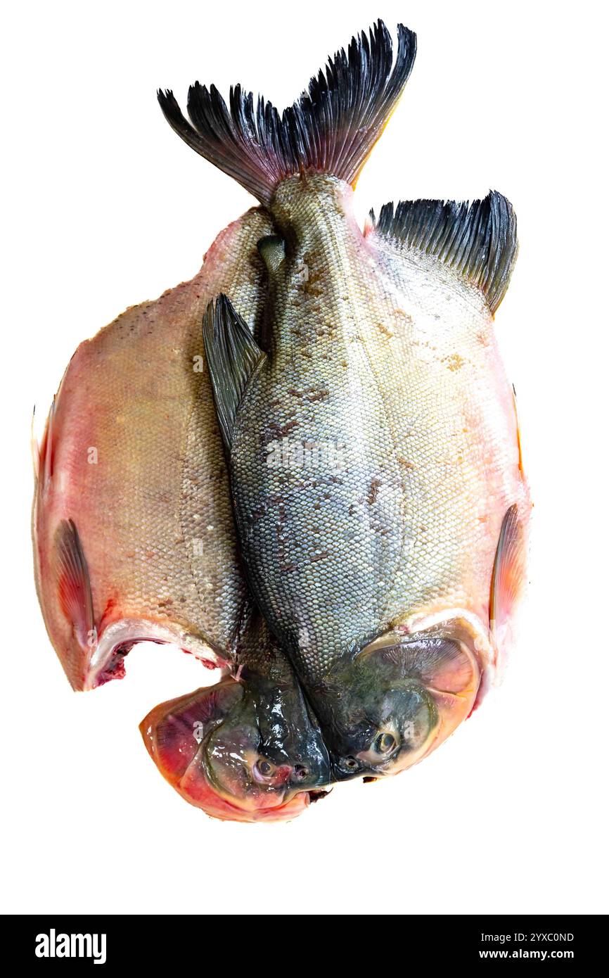 amazon, amazon fish, amazonia wildlife, amazonian, barbecue, brazil ...