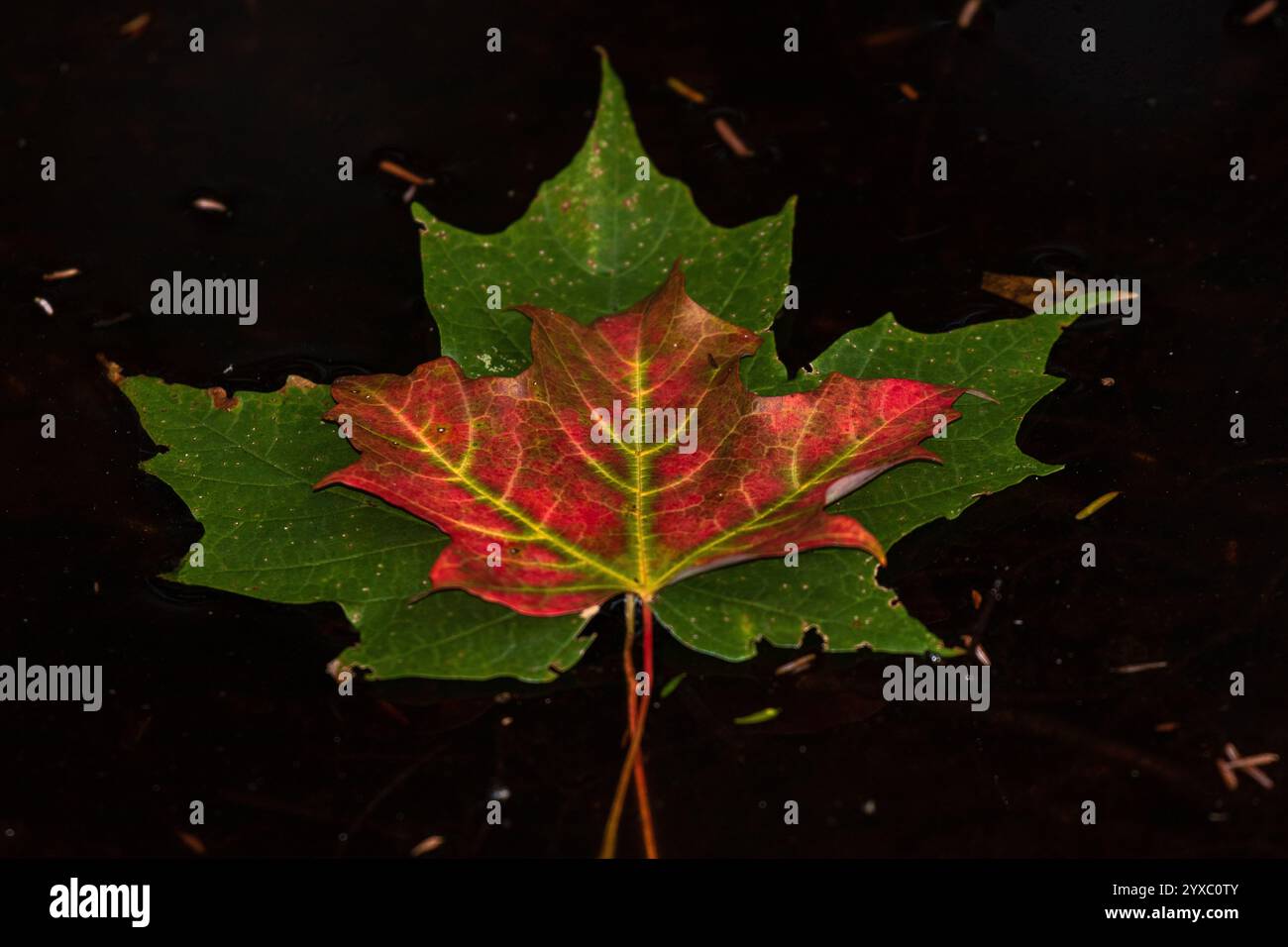 Two maple leaves hi-res stock photography and images - Alamy