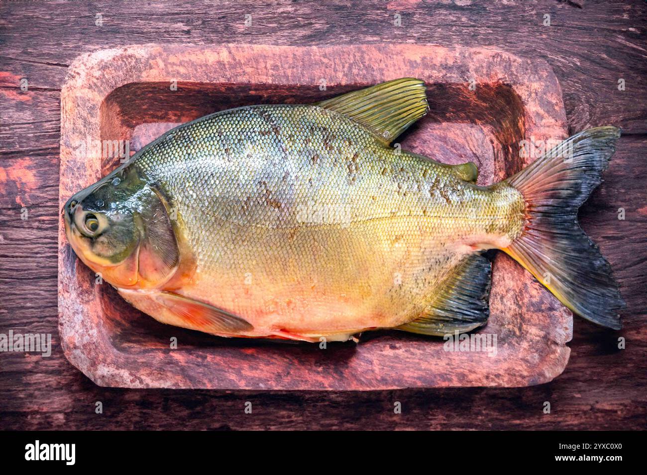 amazon, amazon fish, amazonia wildlife, amazonian, barbecue, brazil ...