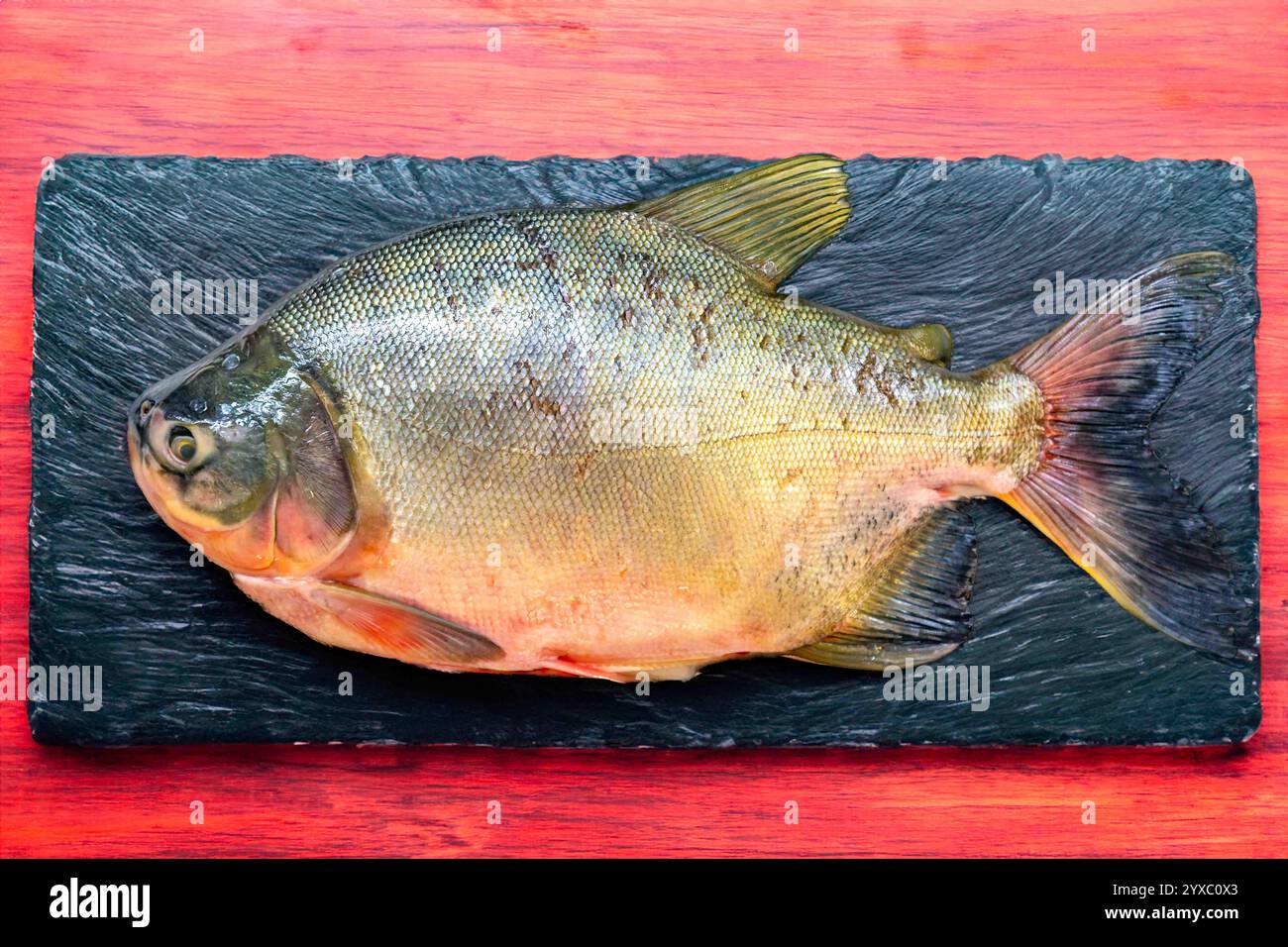 amazon, amazon fish, amazonia wildlife, amazonian, barbecue, brazil ...