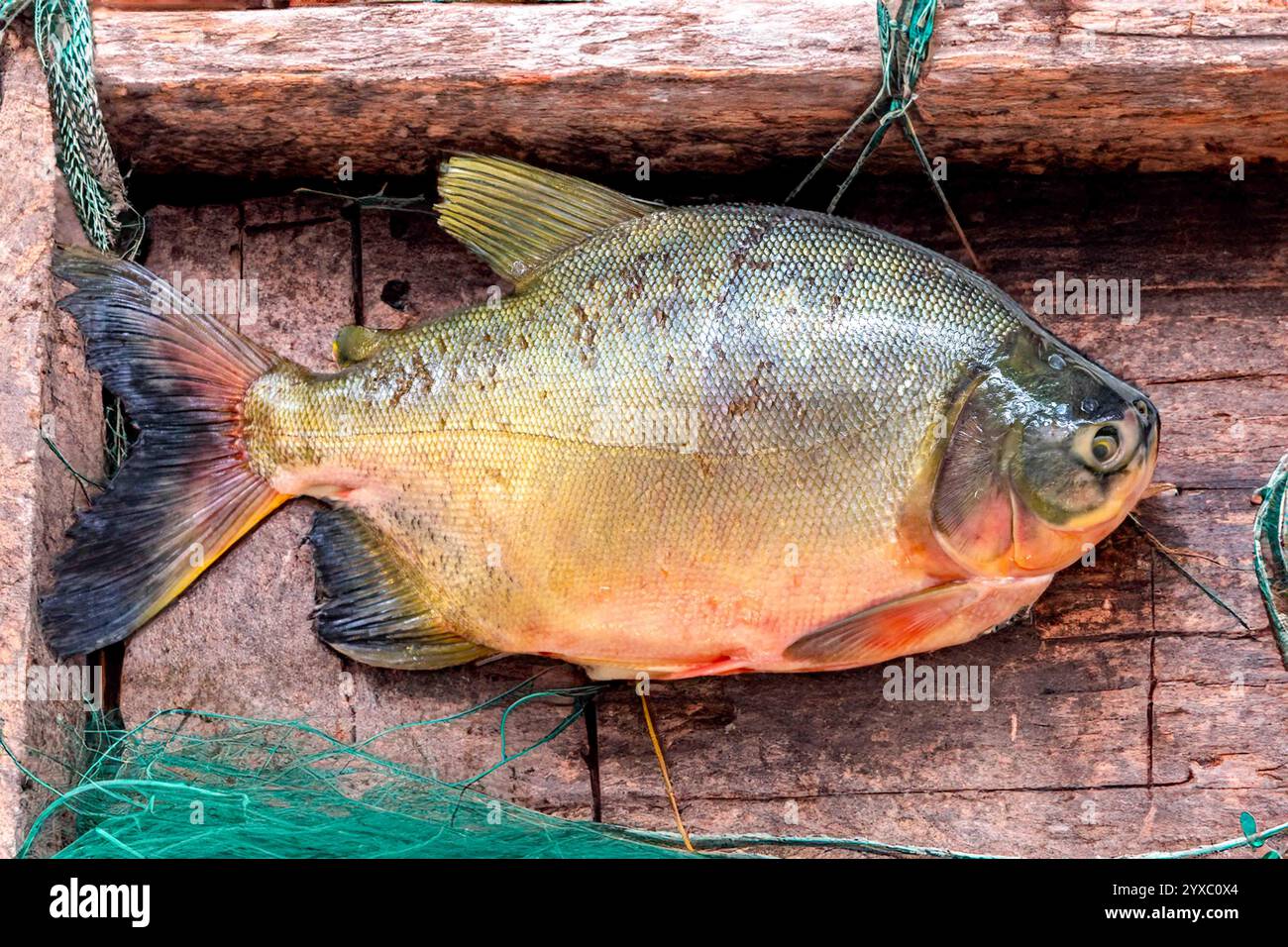 amazon, amazon fish, amazonia wildlife, amazonian, barbecue, brazil ...