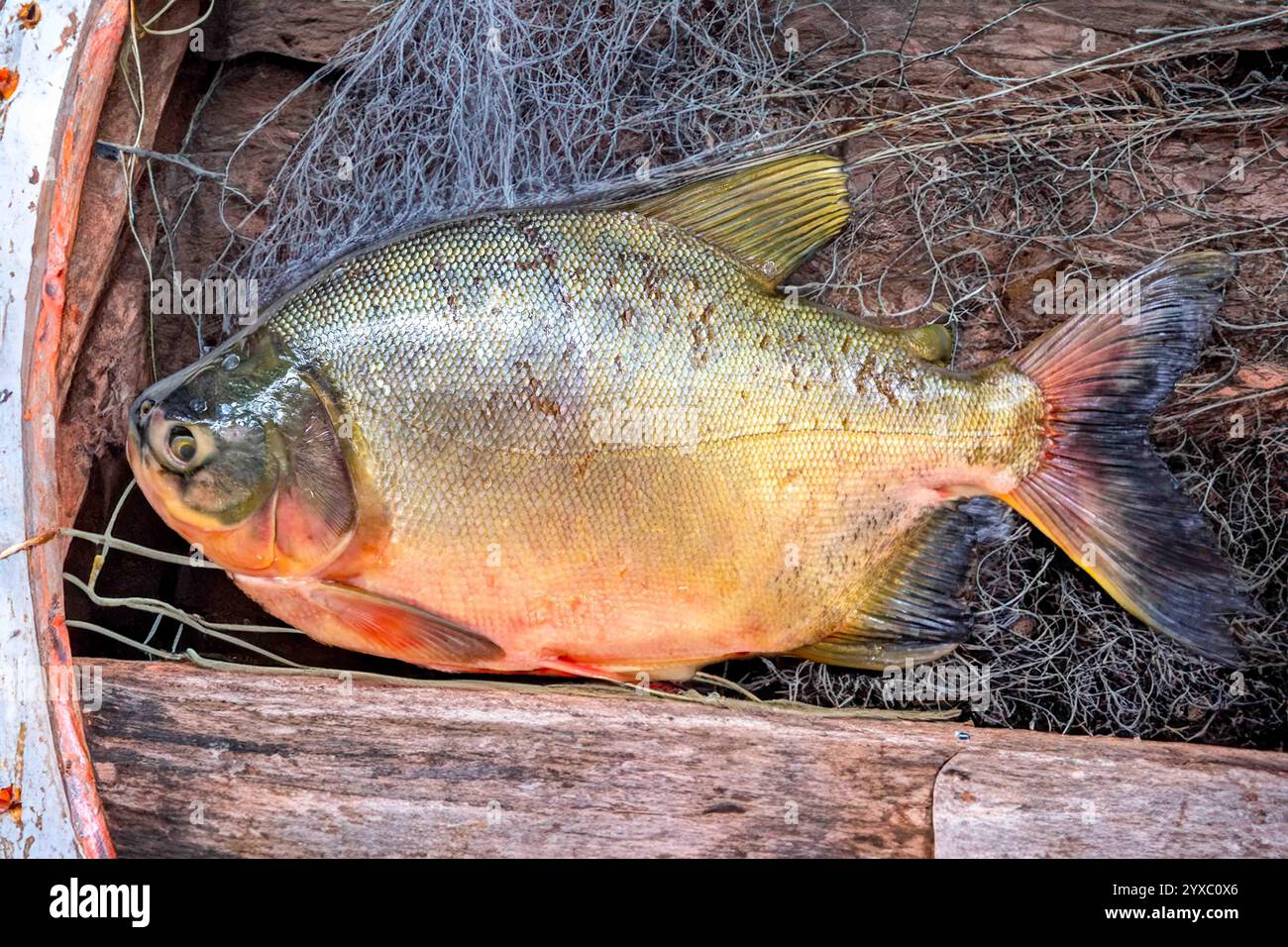 amazon, amazon fish, amazonia wildlife, amazonian, barbecue, brazil ...