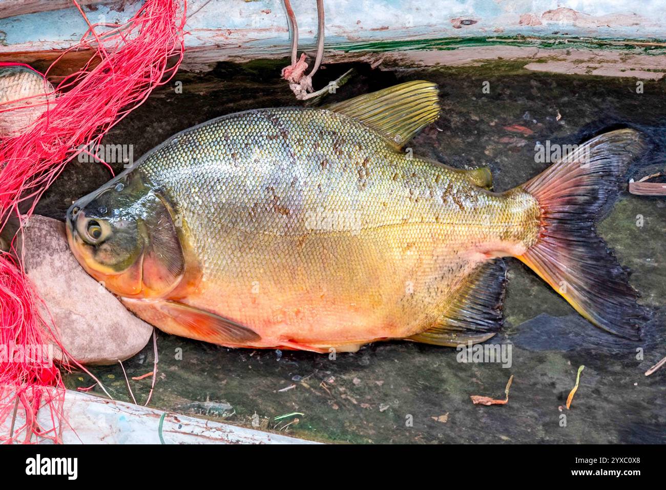 amazon, amazon fish, amazonia wildlife, amazonian, barbecue, brazil ...