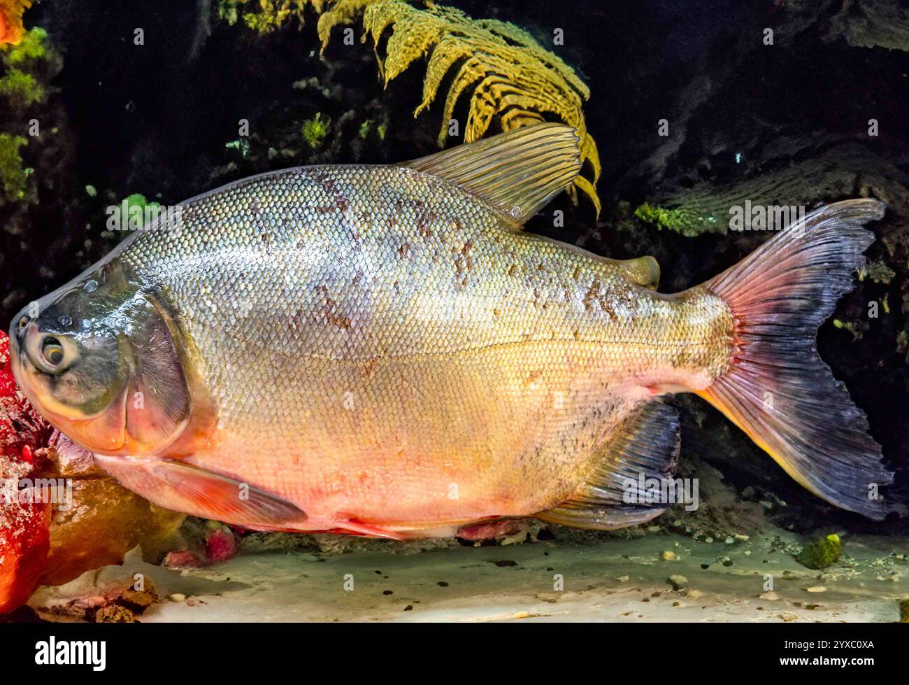 amazon, amazon fish, amazonia wildlife, amazonian, barbecue, brazil ...
