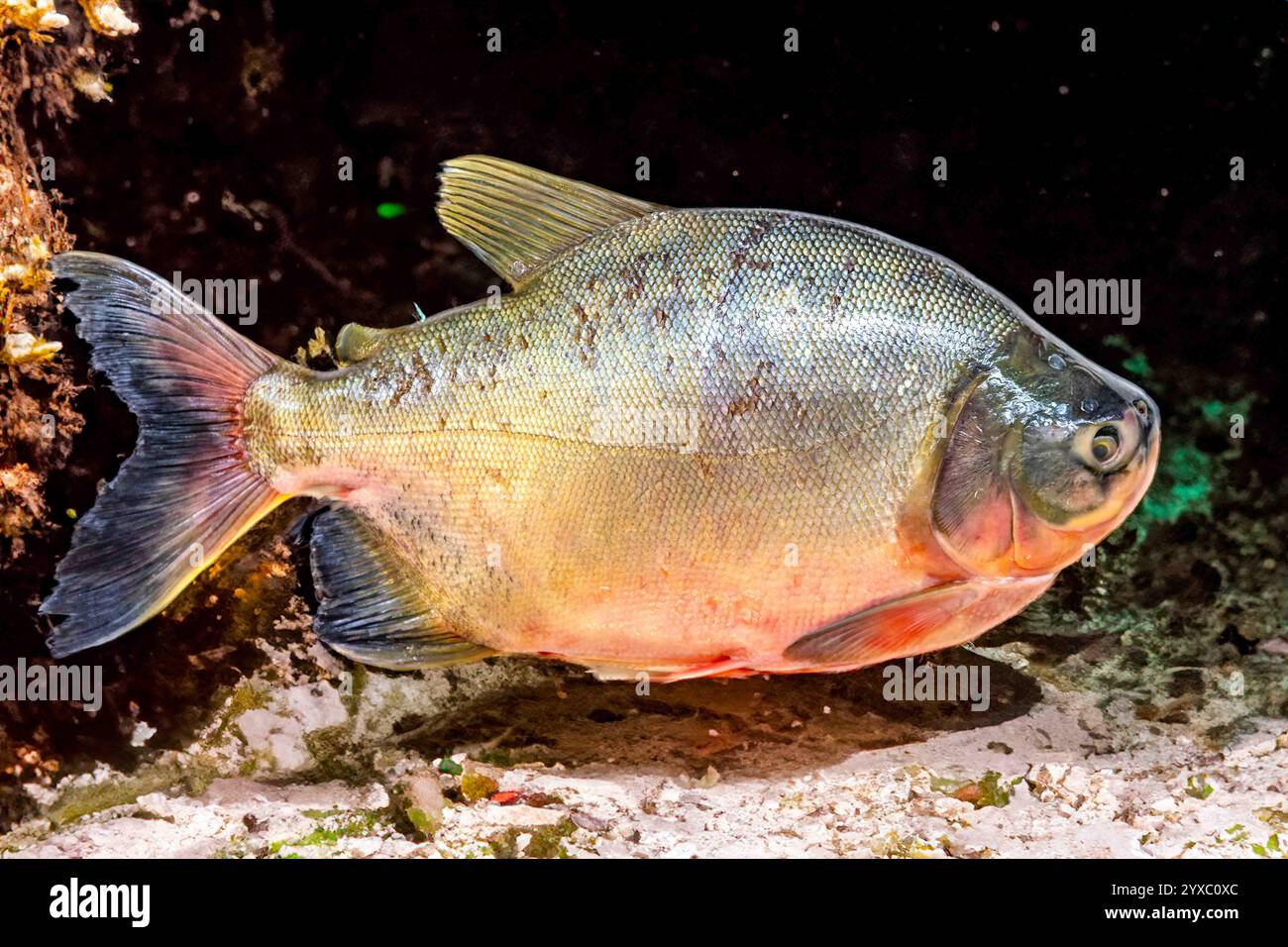 amazon, amazon fish, amazonia wildlife, amazonian, barbecue, brazil ...