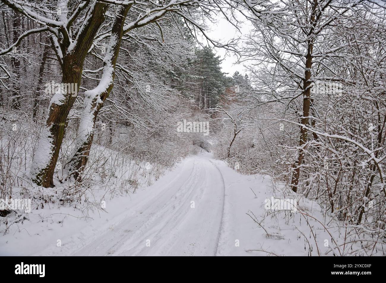 Winter sylvan road covered with thick snow Stock Photo - Alamy
