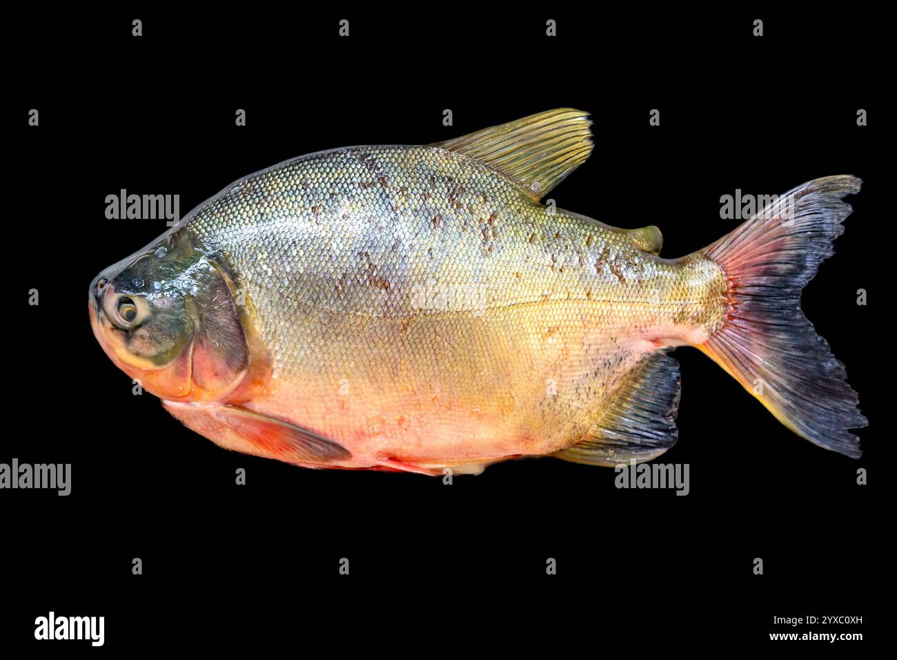 amazon, amazon fish, amazonia wildlife, amazonian, barbecue, brazil ...