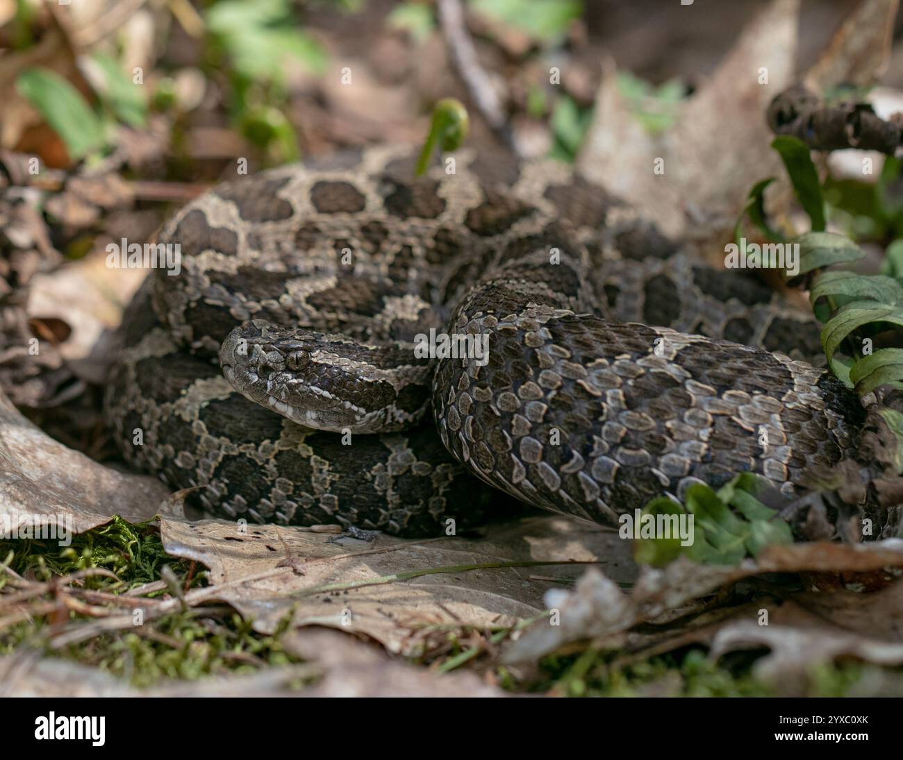 Massasauga rattlesnake coiled up observing its surroundings on ...