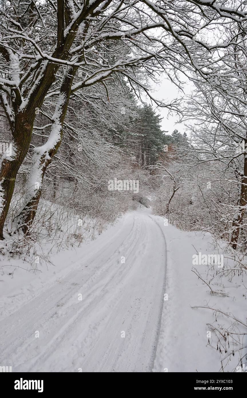 Winter sylvan road covered with thick snow Stock Photo - Alamy