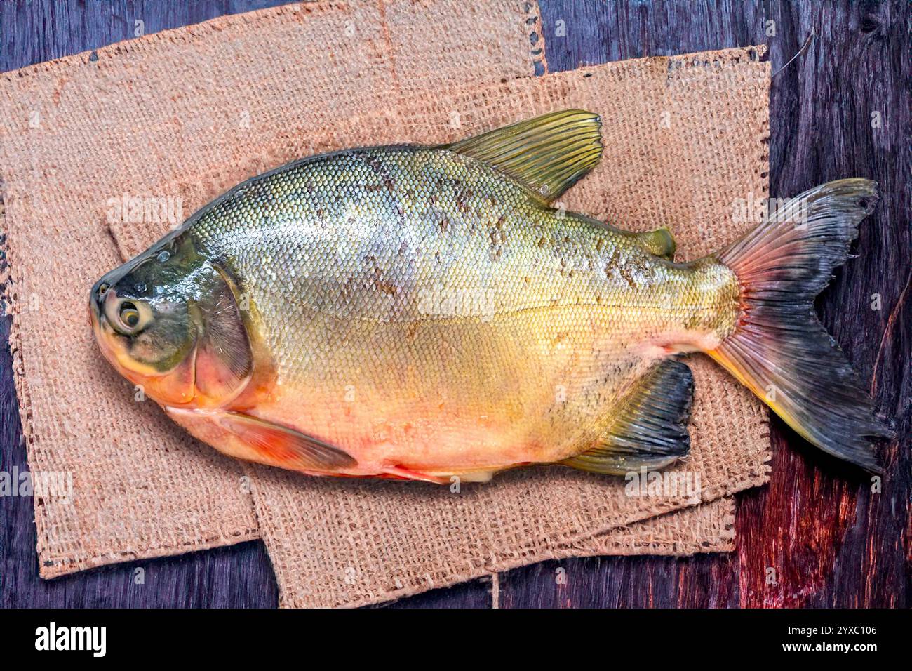 amazon, amazon fish, amazonia wildlife, amazonian, barbecue, brazil ...