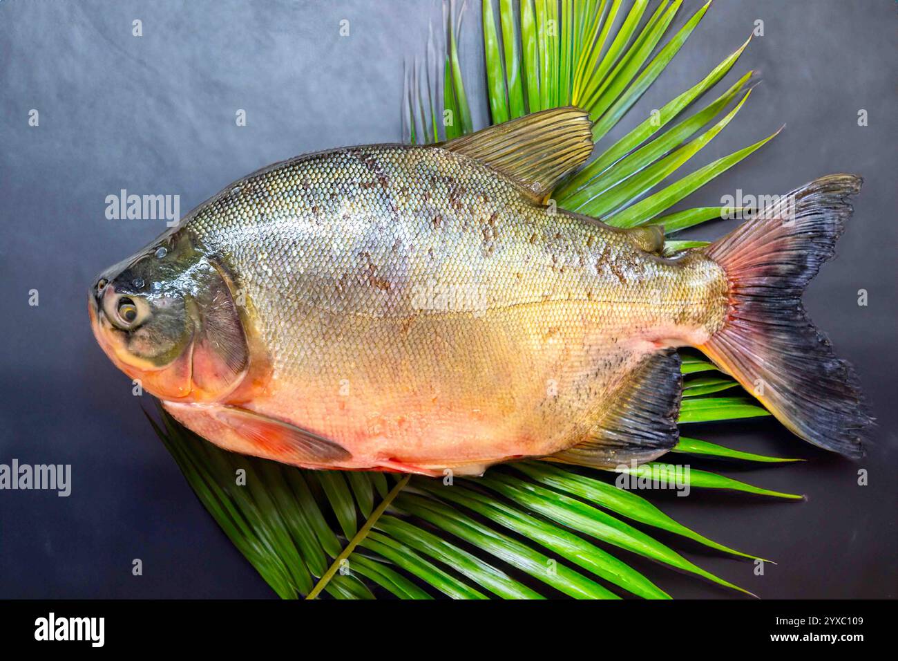 amazon, amazon fish, amazonia wildlife, amazonian, barbecue, brazil ...