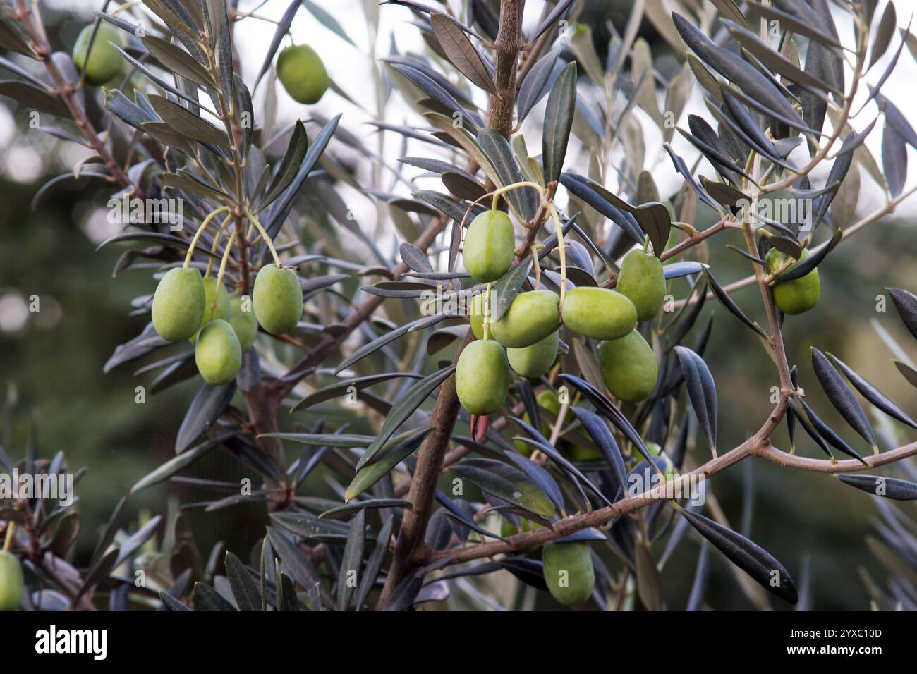 Mediterranean olive branch hi-res stock photography and images - Alamy