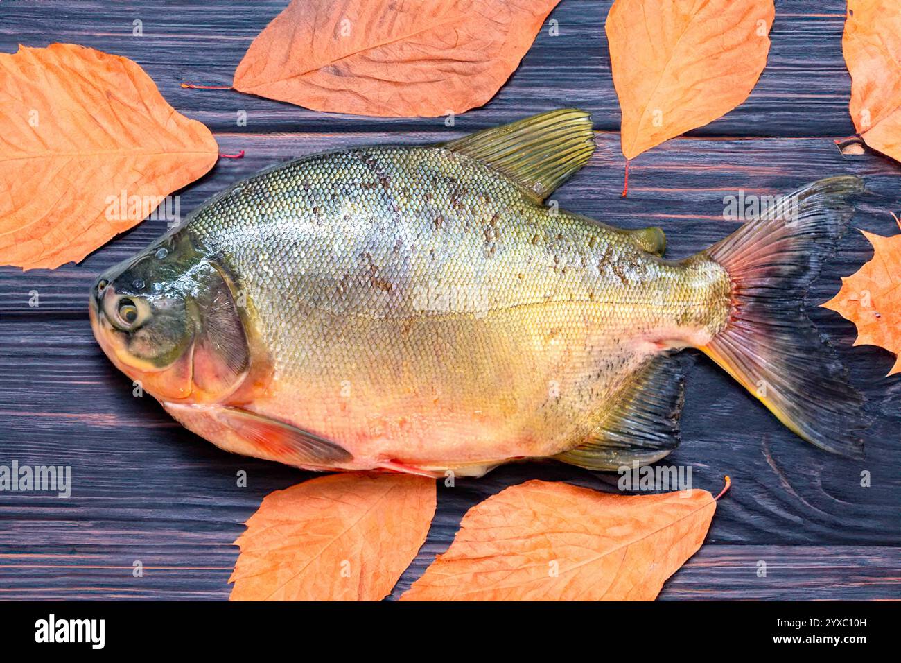 amazon, amazon fish, amazonia wildlife, amazonian, barbecue, brazil ...