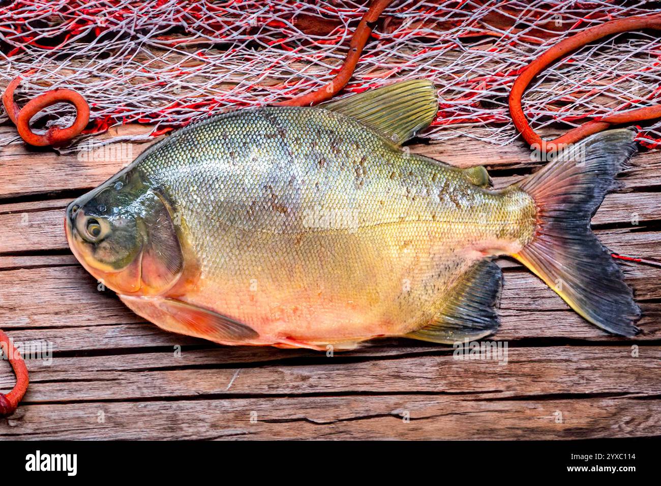 amazon, amazon fish, amazonia wildlife, amazonian, barbecue, brazil ...