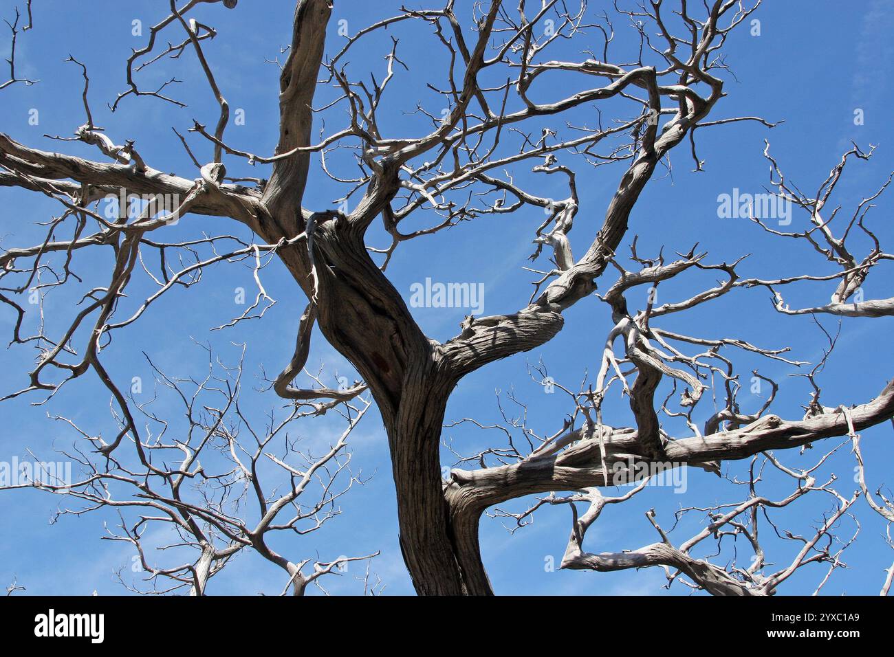 Stem boring tree hi-res stock photography and images - Alamy