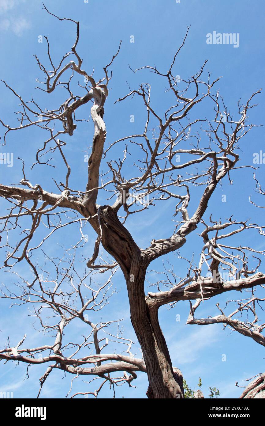 Stem boring tree hi-res stock photography and images - Alamy