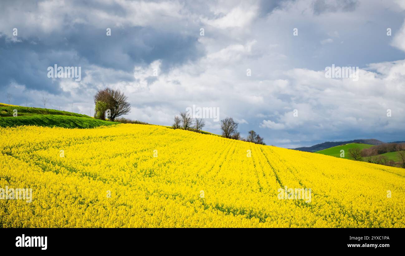 Spring landscape on rapeseed field hi-res stock photography and images ...