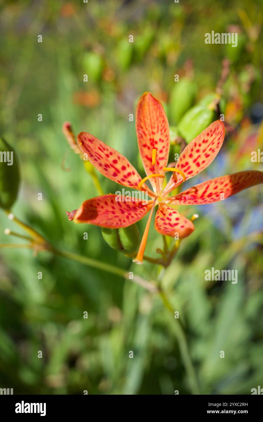 Unique spotted pattern hi-res stock photography and images - Alamy