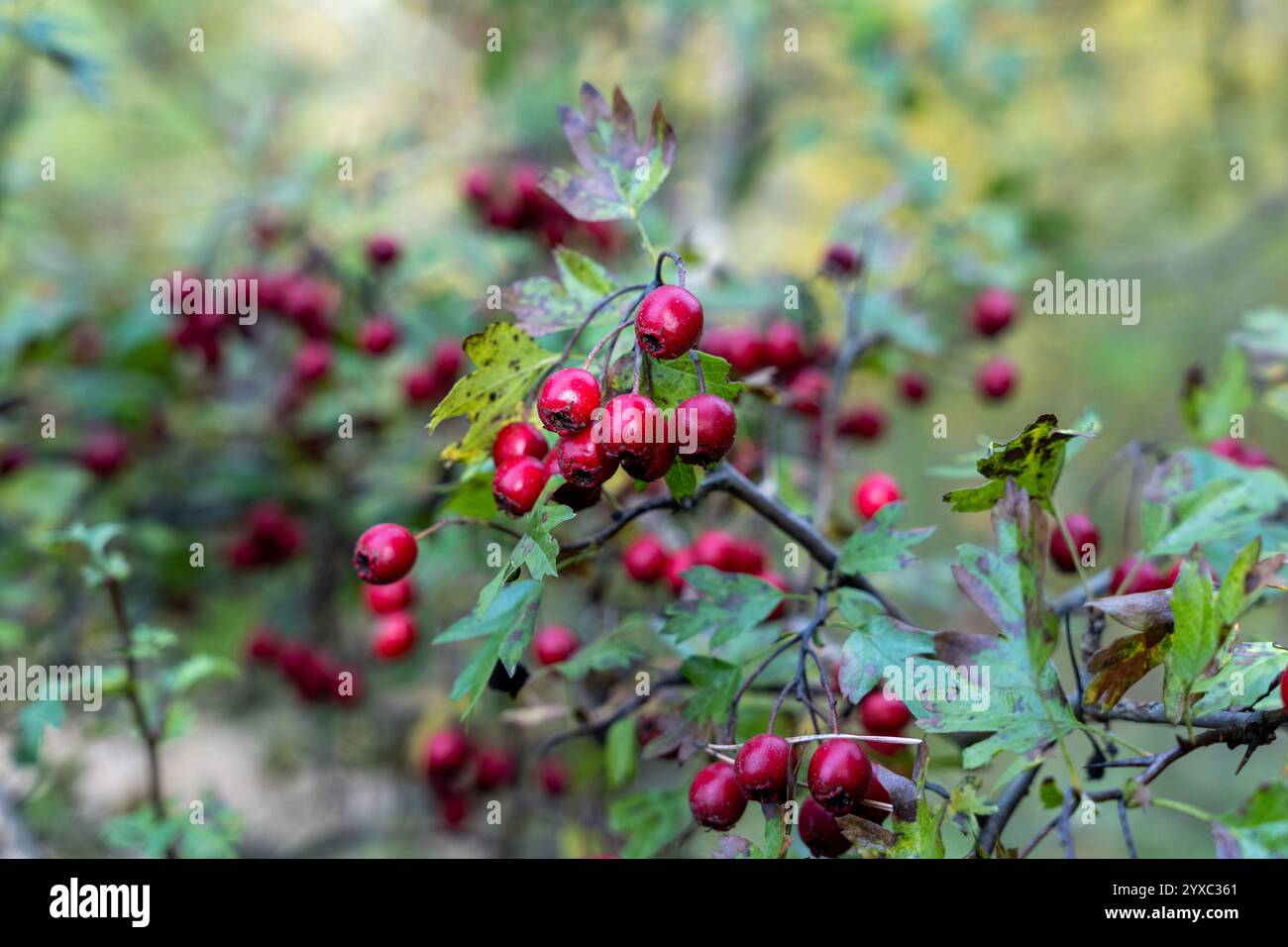 Red hawthorn (Crataegus ambigua) berries Stock Photo - Alamy