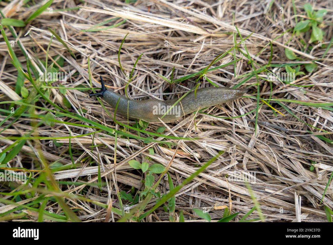 Slug (Arion vulgaris) in grass Stock Photo - Alamy